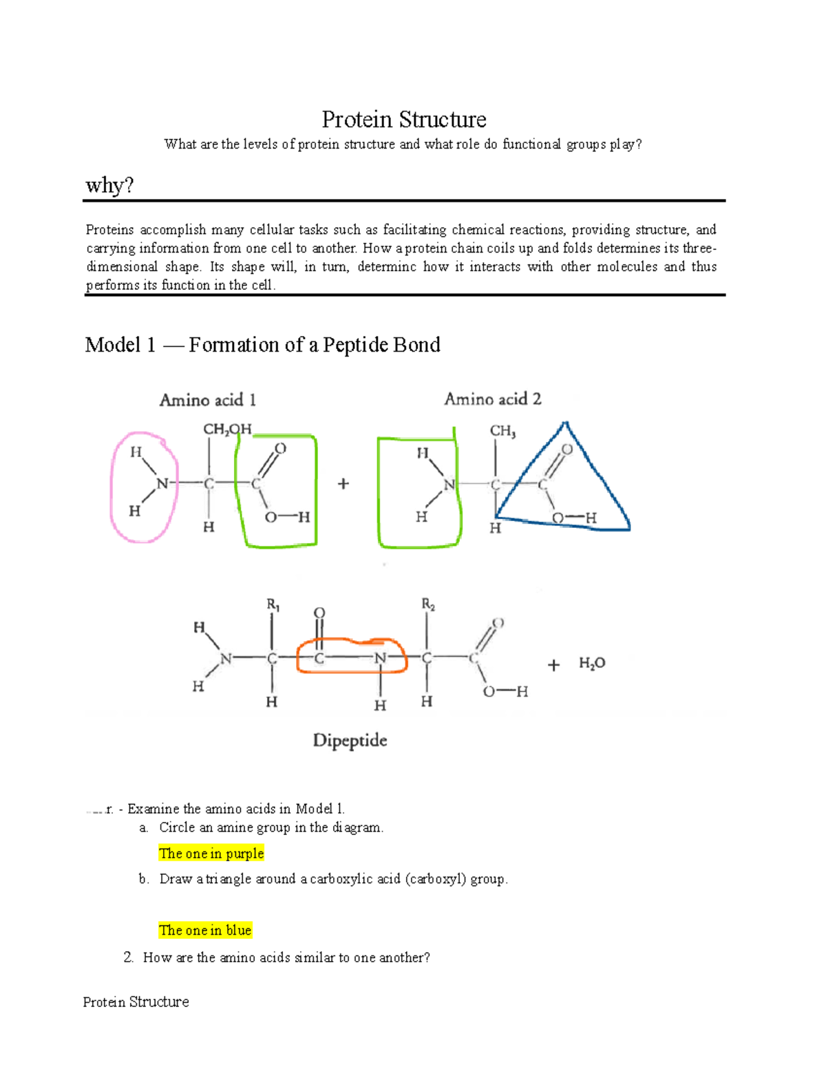 Protien worksheet - Protein Structure What are the levels of protein ...