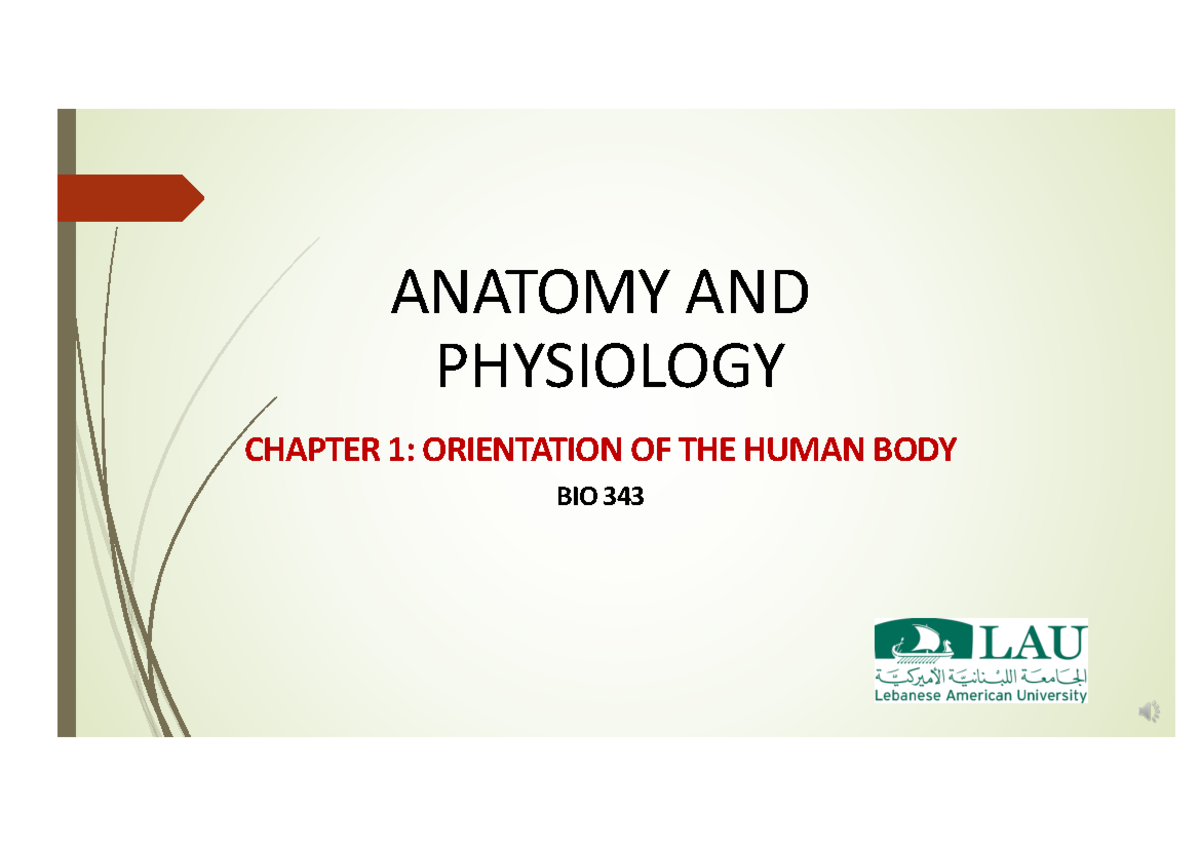 Chapter 1 - axial - ANATOMY AND PHYSIOLOGY CHAPTER 1: ORIENTATION OF ...