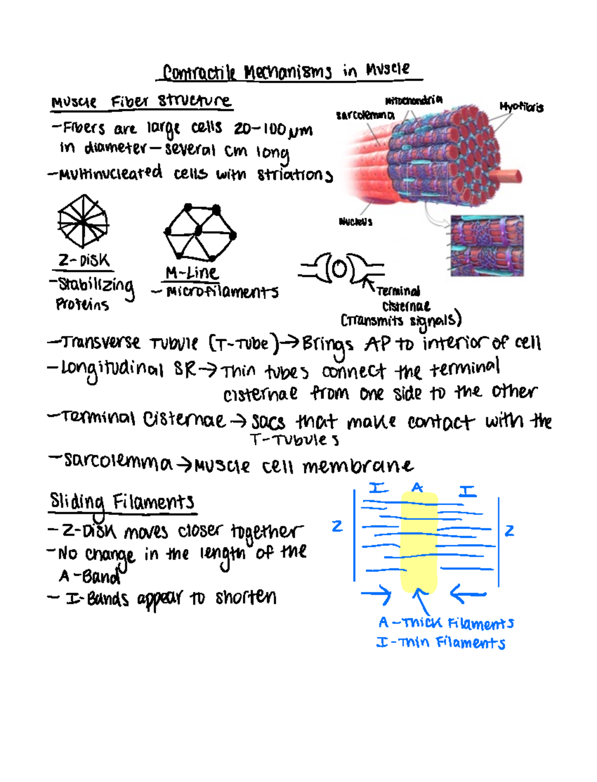 Lecture 13 - Contractile Mechanisms in Muscle ...