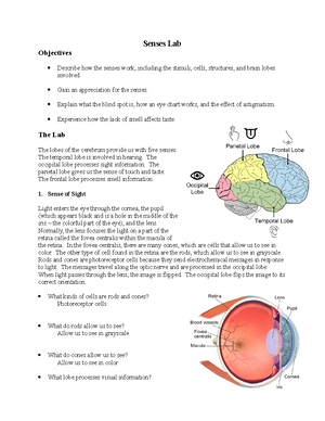 Wk 6 Nervous System Lab Bio 151 - Nervous System Lab Objectives A ...