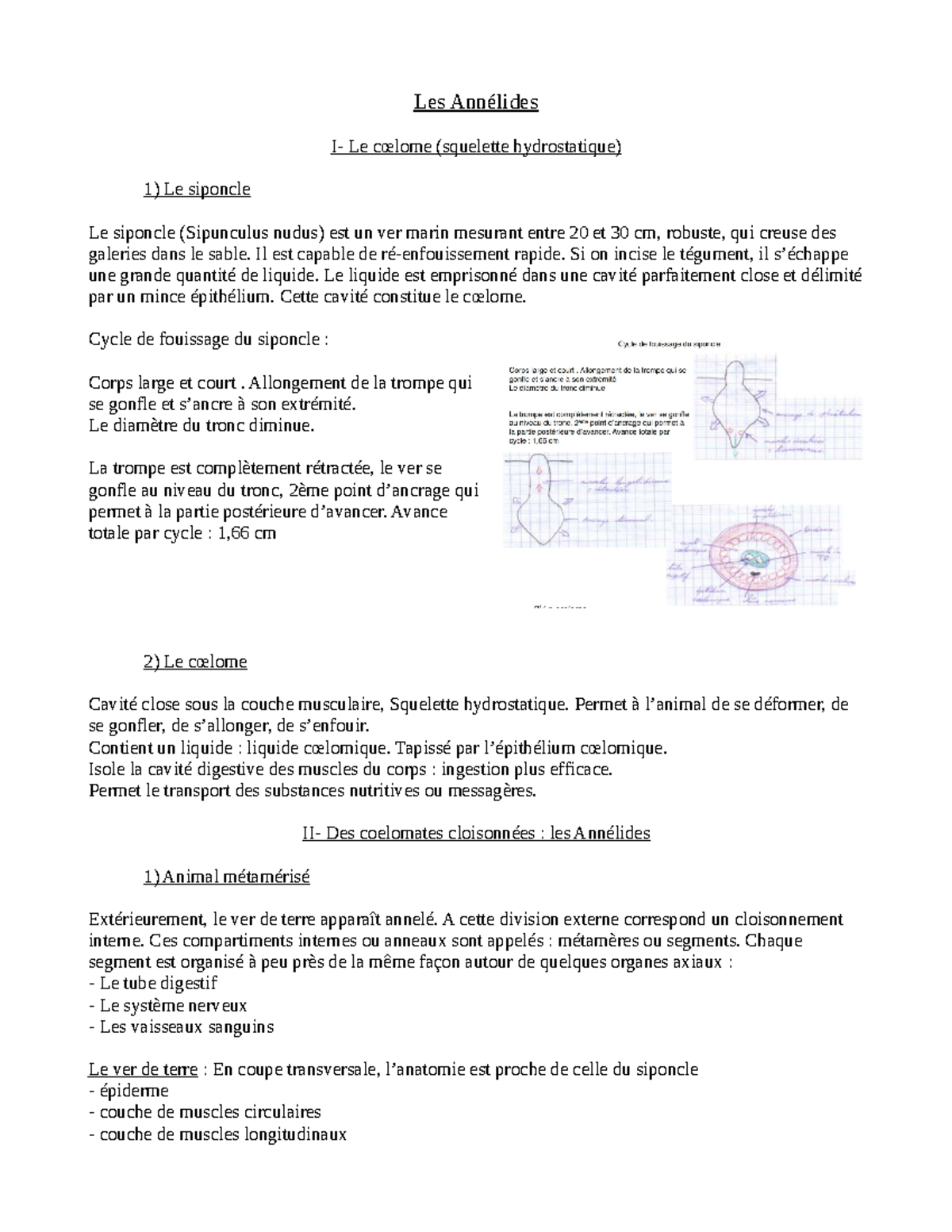BA Chap 7 Les annélides - Les Annélides I- Le cœlome (squelette ...
