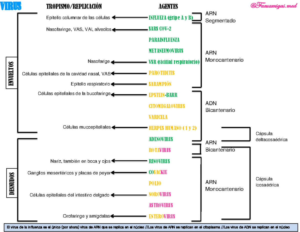 Virus Esquema 2 - mini resu - INFLUEZA (gripe A y B) SARS COV- 2 PARAINFLUENZA METANEUMOVIRUS ...