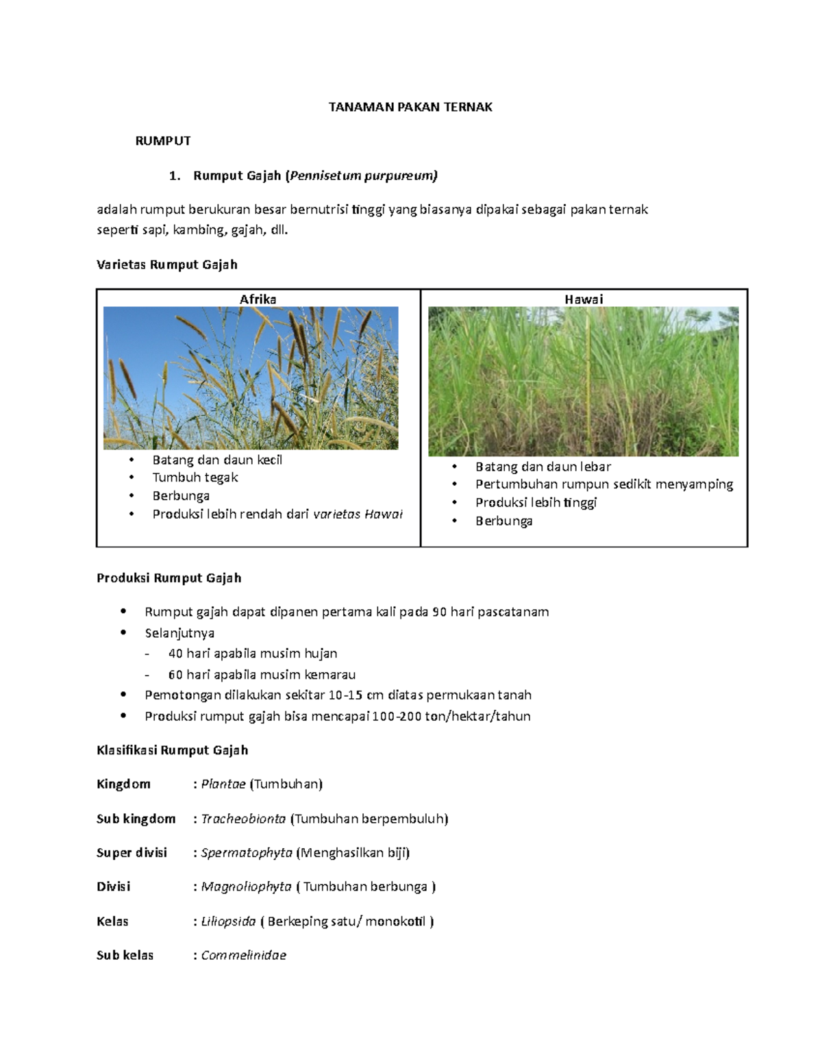 Tanaman Pakan Ternak - TANAMAN PAKAN TERNAK RUMPUT Rumput Gajah ...
