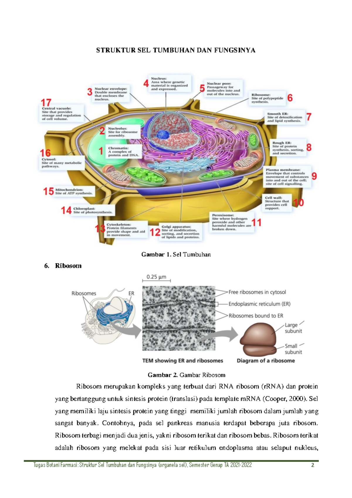 Kelompok B5 Tugas Botani Farmasi Sel Tumbuhan [Tahun 2022] organized ...