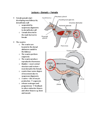 Lecture 119 - Male Gonads - Lecture – Male Gonads Dog: o GP Glan penis ...
