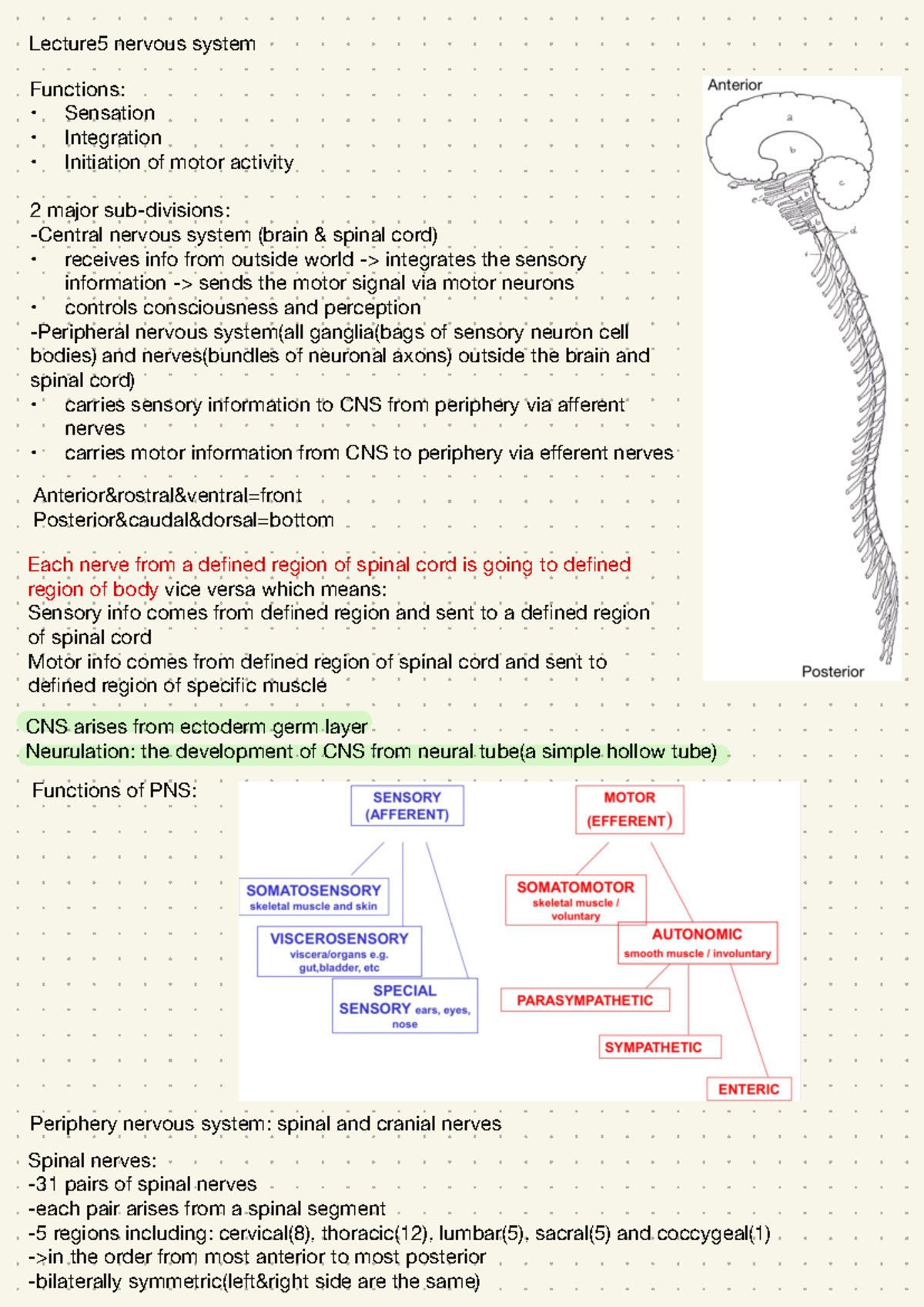 ANAT0001 week3 - Lecture5 nervous system Functions: Sensation ...