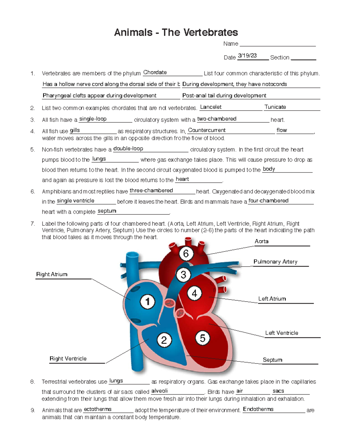 Vertebrates Worksheet - Animals - The Vertebrates Name ...