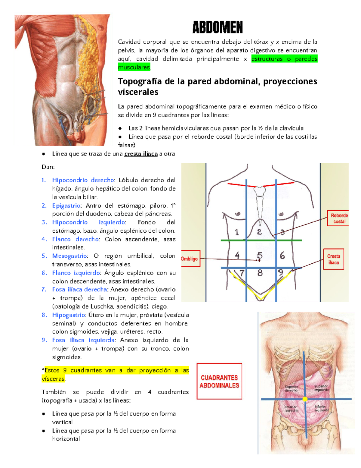 Abdomen y peritoneo-región inguinocrural 2018-II - ABDOMEN Cavidad ...