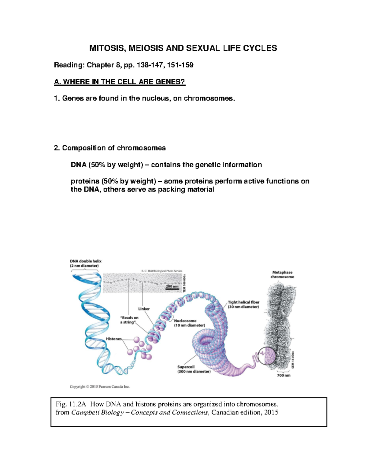 C02 - Mitosis, Meiosis and Sexual Life Cycles - pdf - MITOSIS, MEIOSIS ...