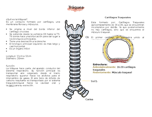 Esófago - Exposición Anatomía Esofado, Rouviere - Esófago (Porción ...