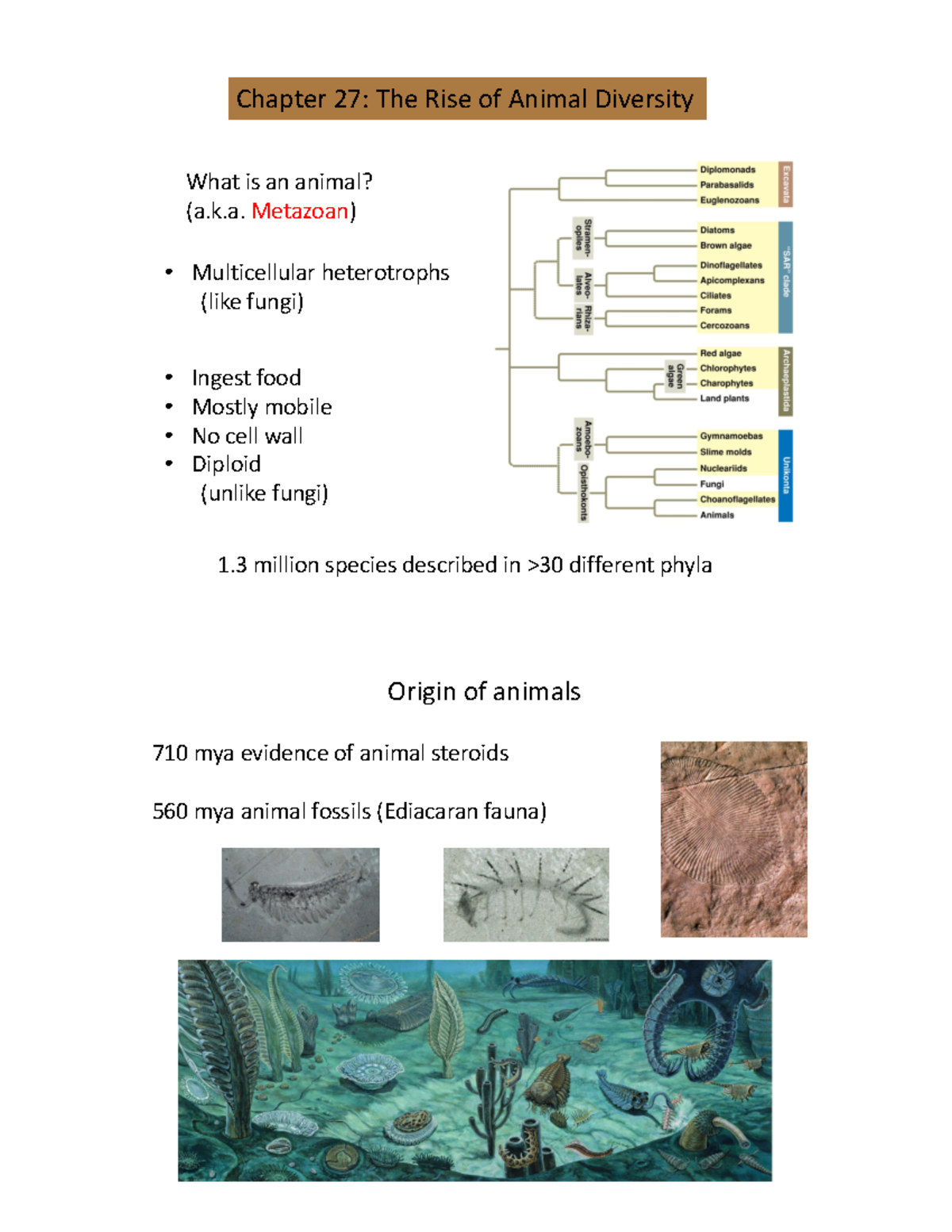 27 - Animals - Professor Micheal Jorgensen - Chapter 27: The Rise of ...