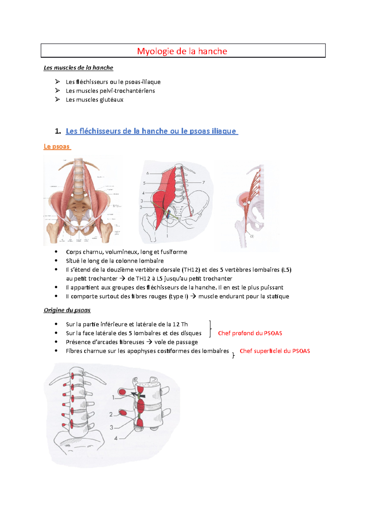 Myologie de la hanche - Les fléchisseurs de la hanche ou le psoas ...