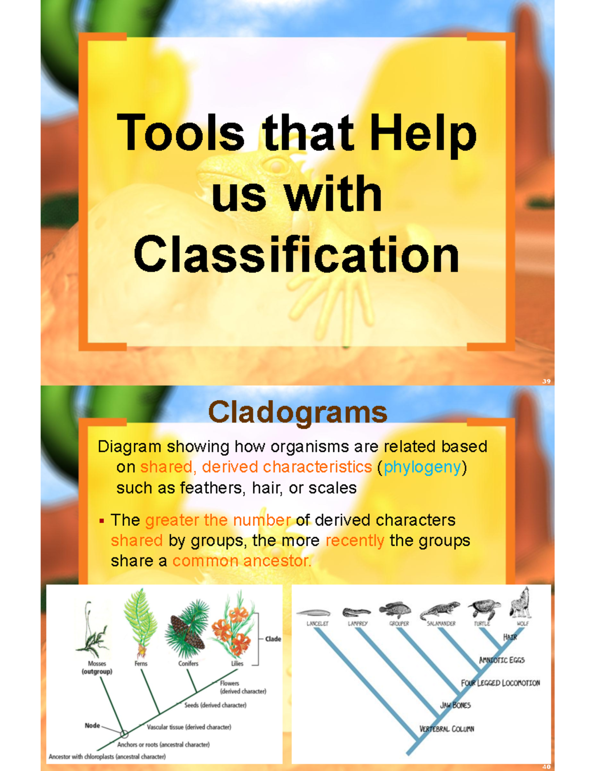 2023 Classification Part 2 - Tools that Help us with Classification 39 ...