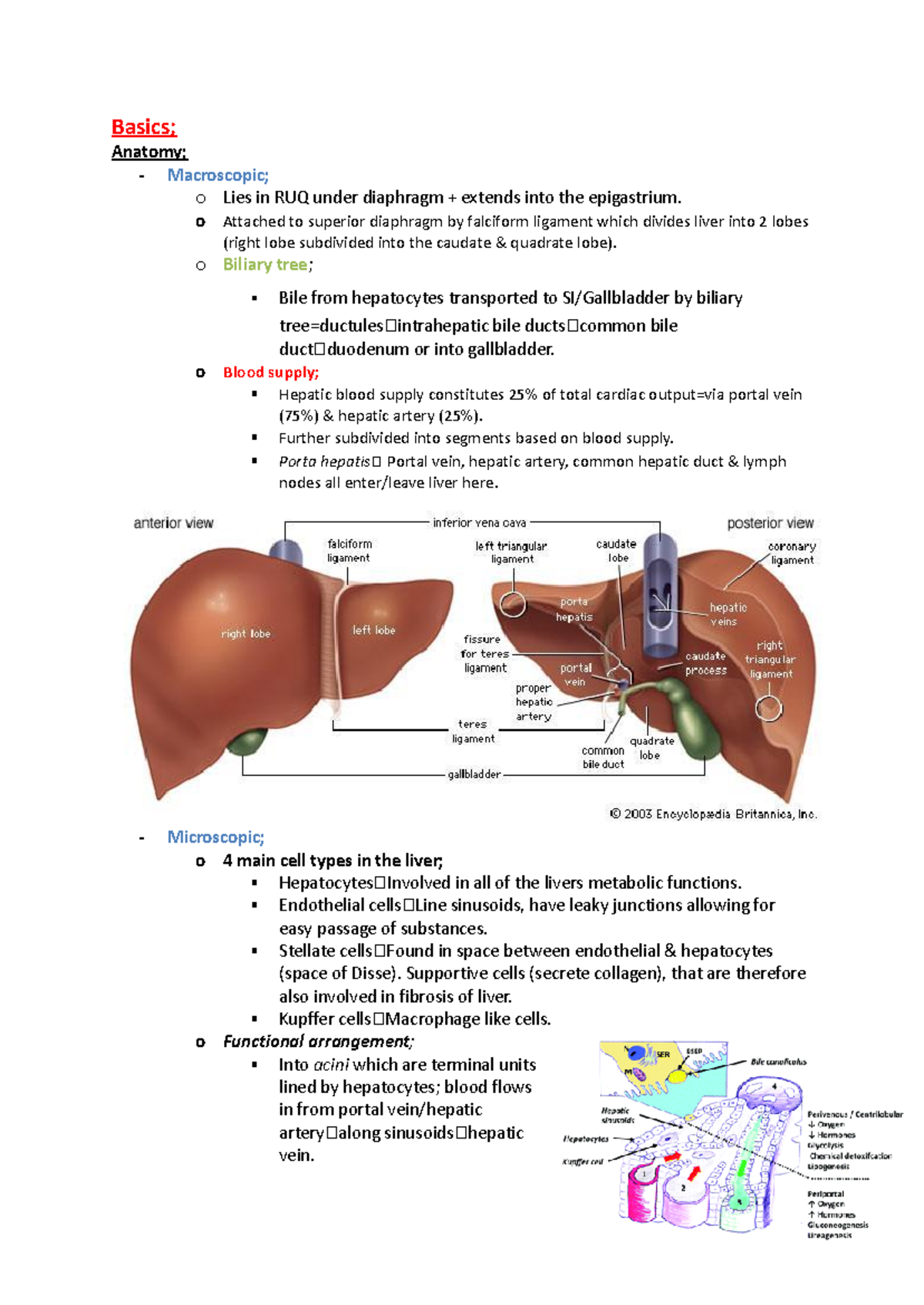 Liver revision notes - Basics; Anatomy; - Macroscopic; o Lies in RUQ ...