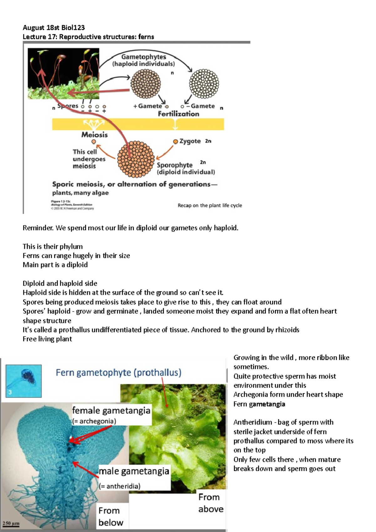 BIOL123 lecture notes - August 18st Biol Lecture 17: Reproductive ...