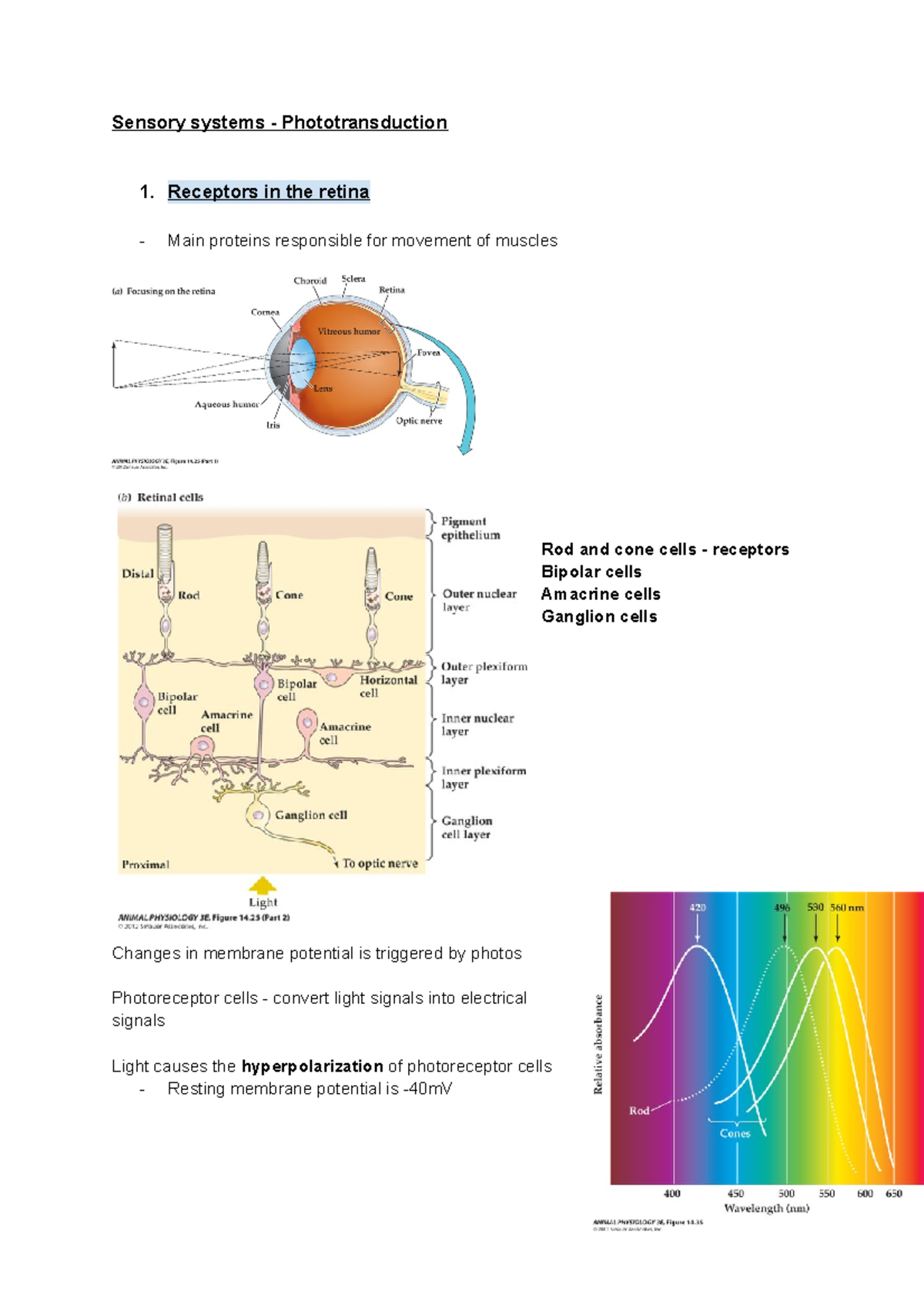 Lecture 5 - Phototransduction - Sensory systems - Phototransduction 1 ...