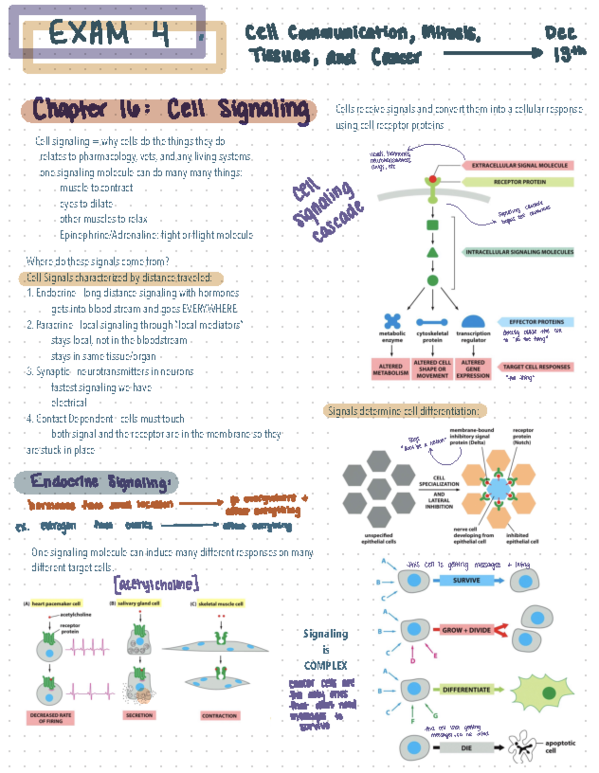 Cell Biology Chapter 16 Notes - Cell signaling = why cells do the ...