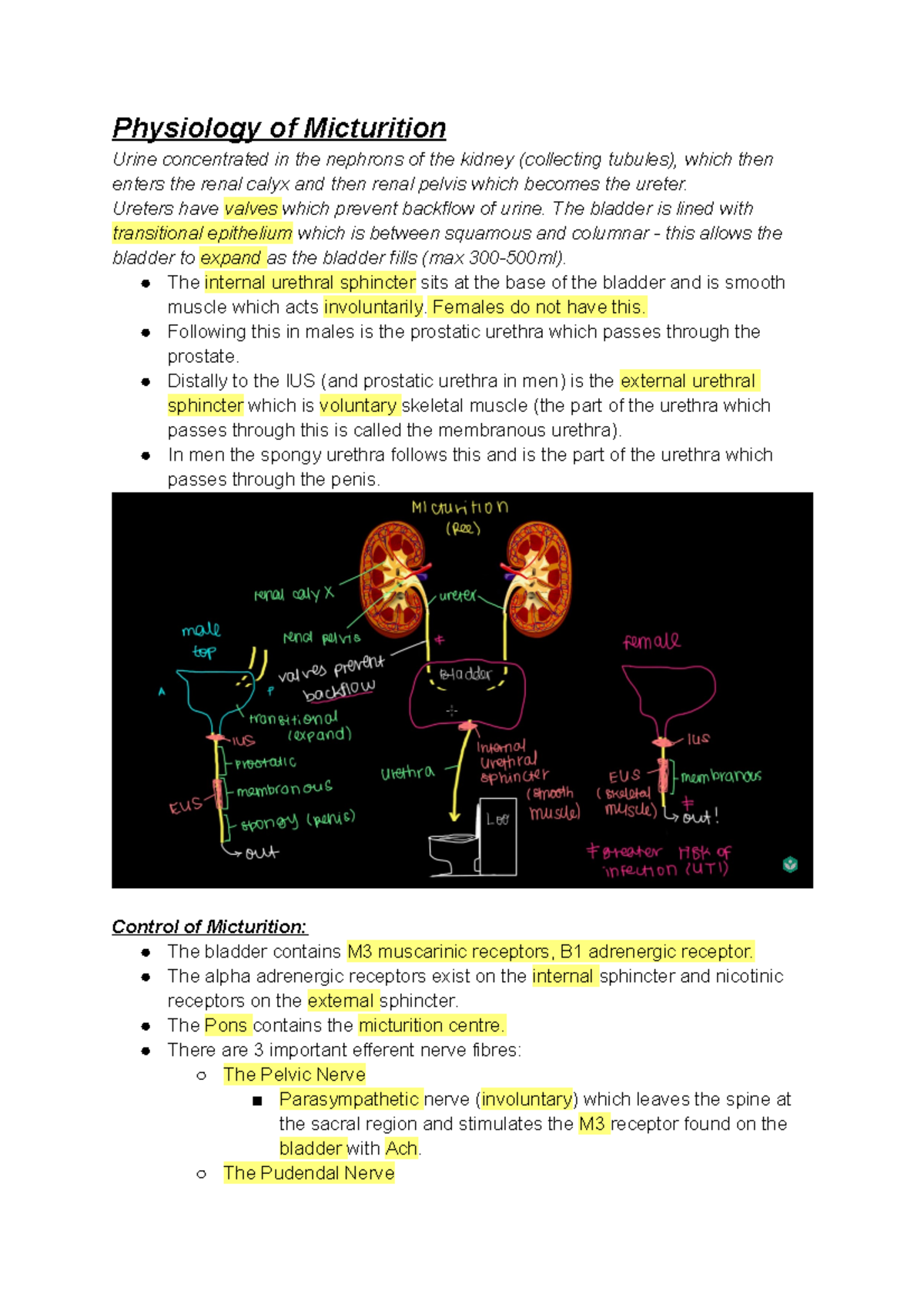 Physiology of Micturition Urinary Incontinence - Physiology of ...