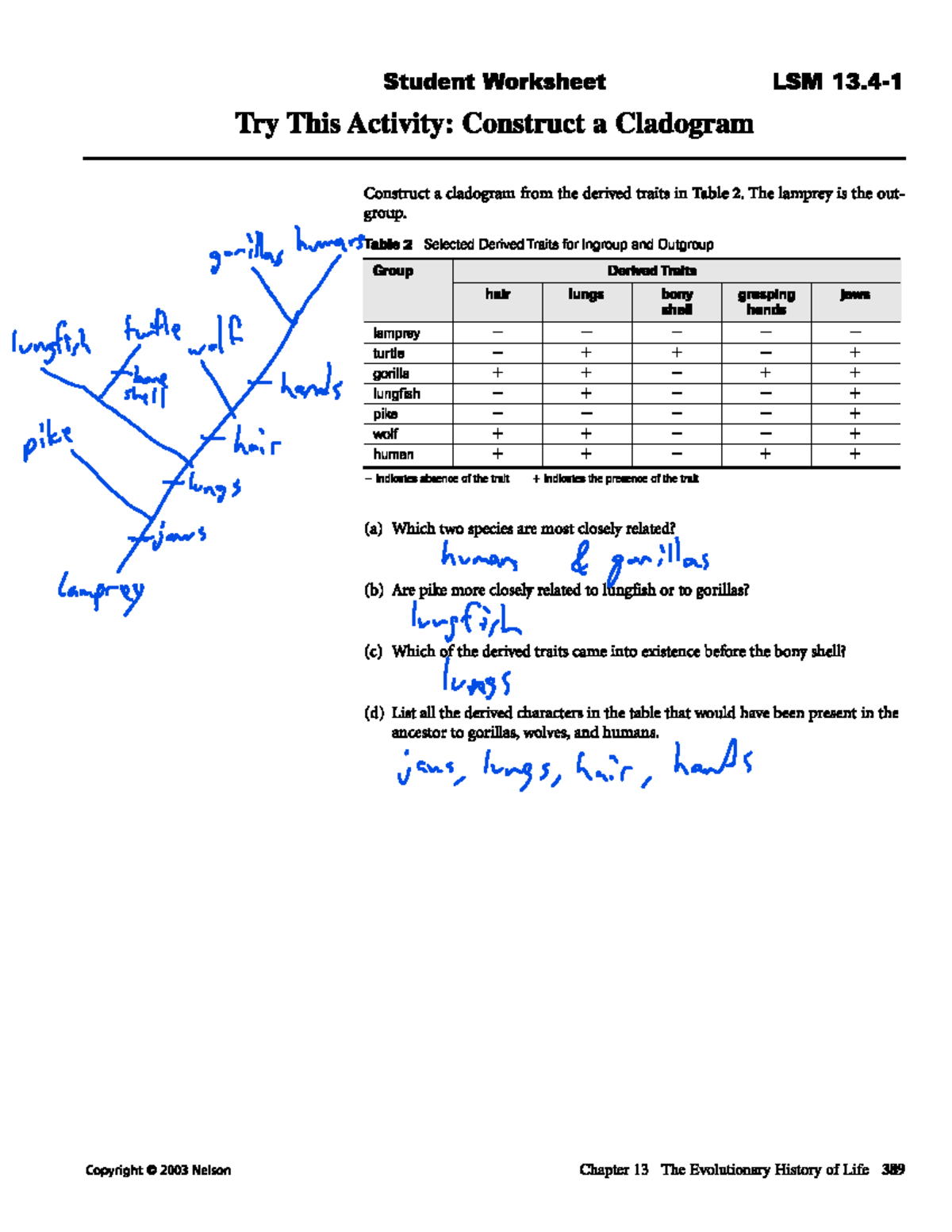 Cladogram WS - Studocu