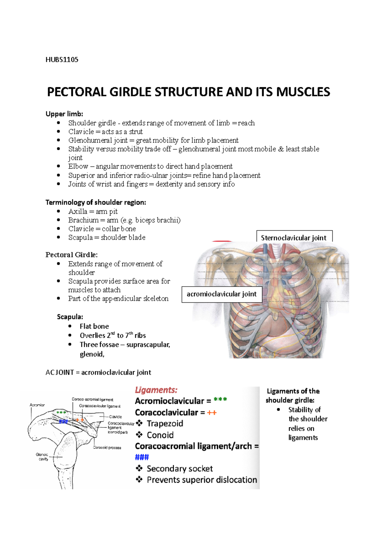 Pectoral Girdle W2 - HUBS1105 PECTORAL GIRDLE STRUCTURE AND ITS MUSCLES ...
