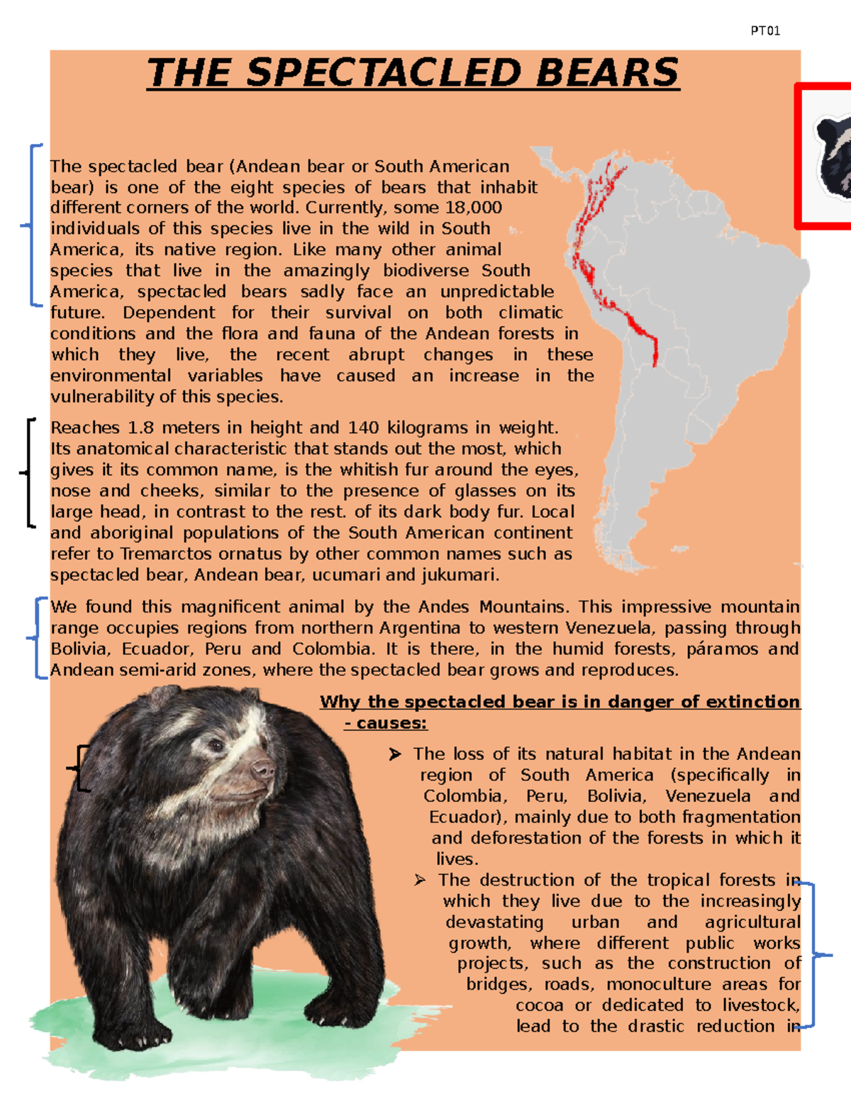 Tarea Ingles - THE Spectacled Bears - THE SPECTACLED BEARS The ...