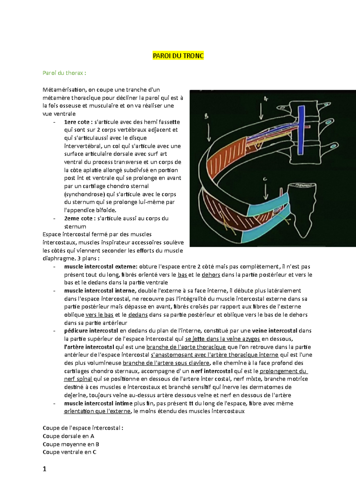 Paroi DU Tronc - Notes de cours Complet - PAROI DU TRONC Paroi du ...