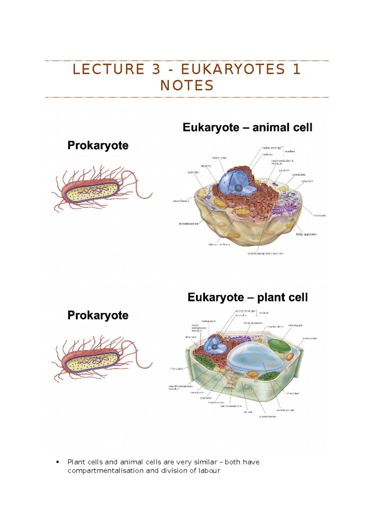 BIOL10004 Lecture 3 - Eukaryotes - LECTURE 3 - EUKARYOTES 1 NOTES Plant ...