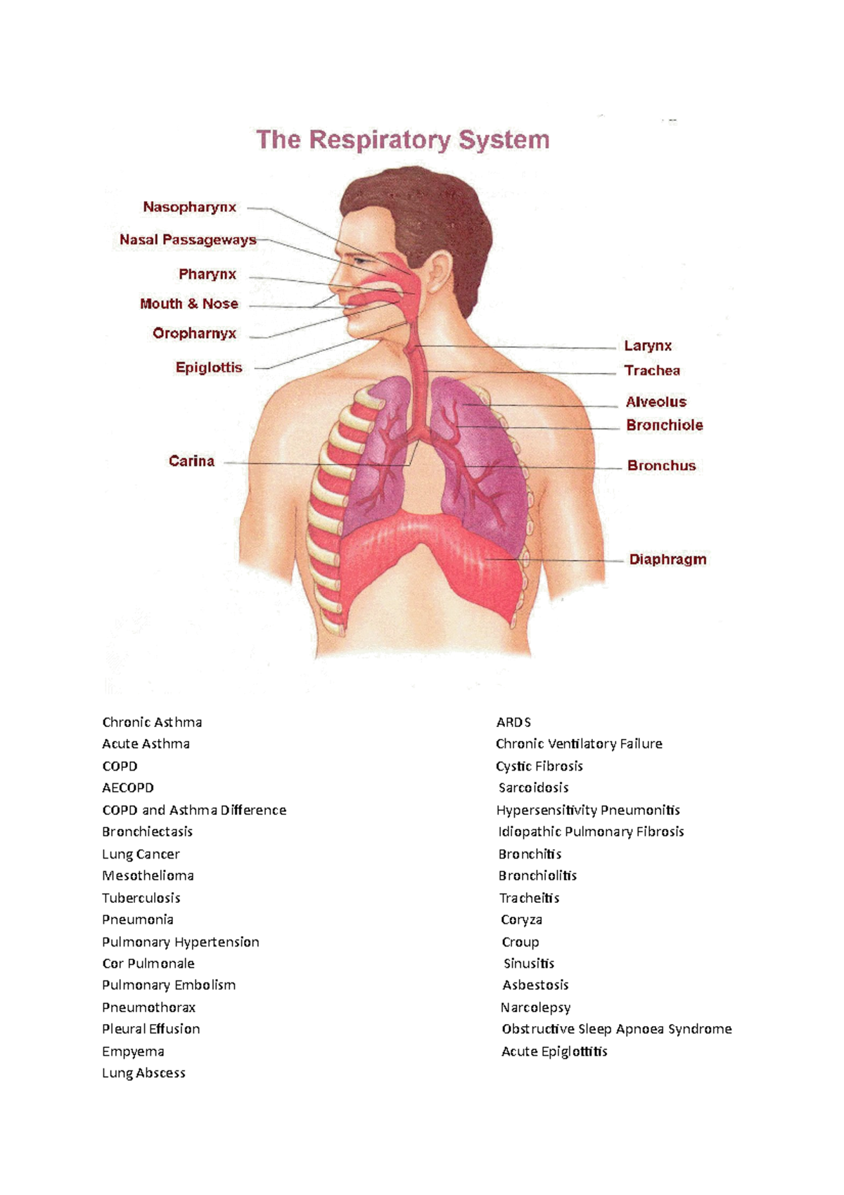 Respiratory System Conditions Summary - Chronic Asthma ARDS Acute ...