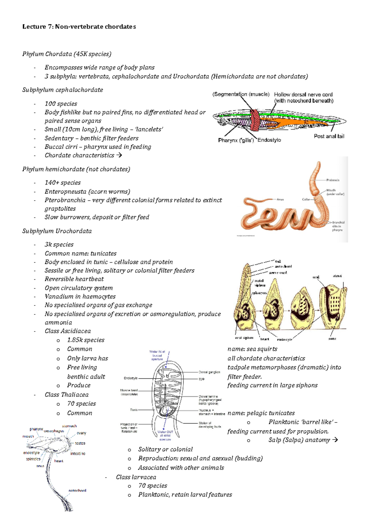 Lecture 7 Non-vertebrate Chordates - Lecture 7: Non-vertebrate ...