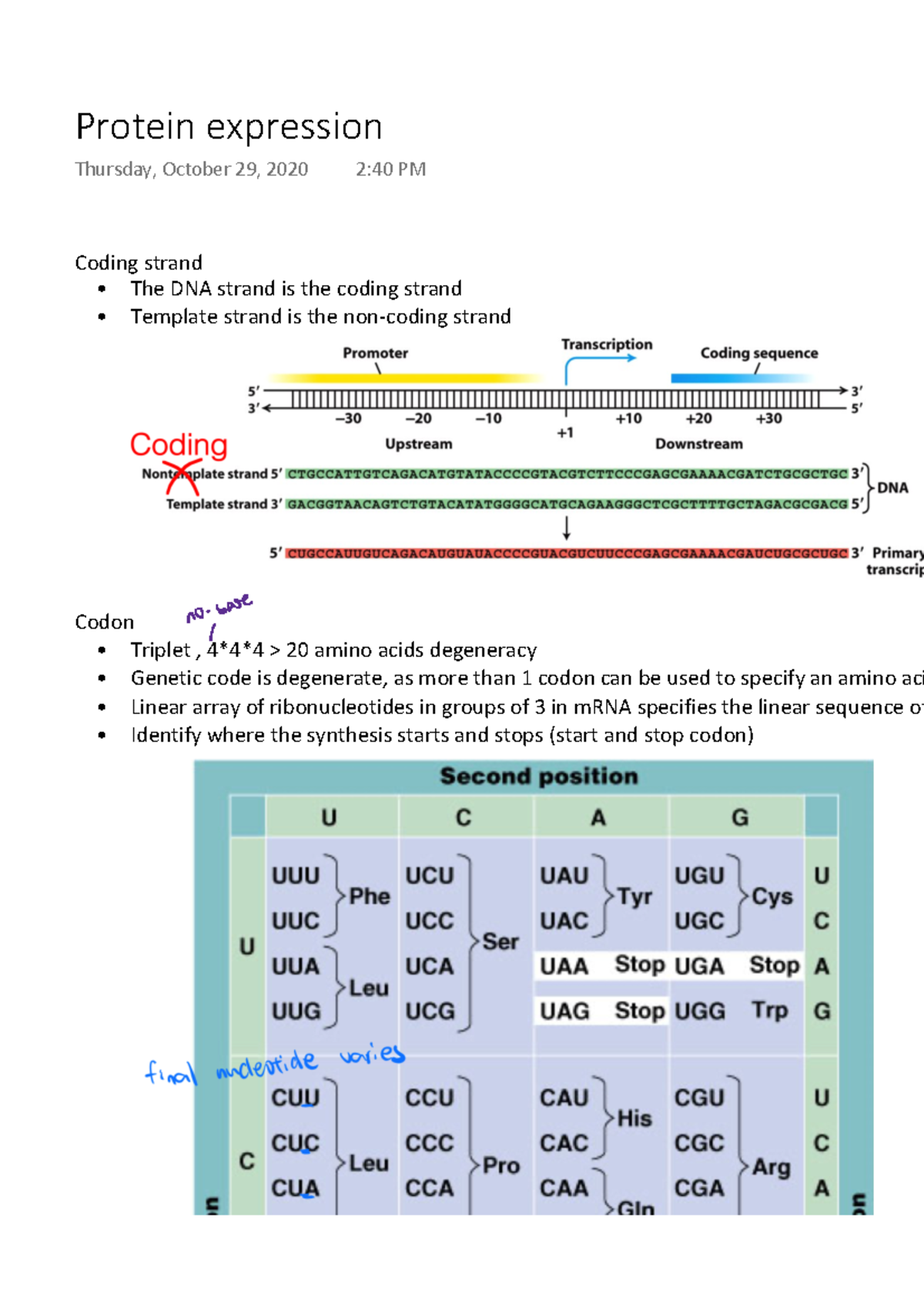 Protein expression - lecture note - Coding strand The DNA strand is the ...