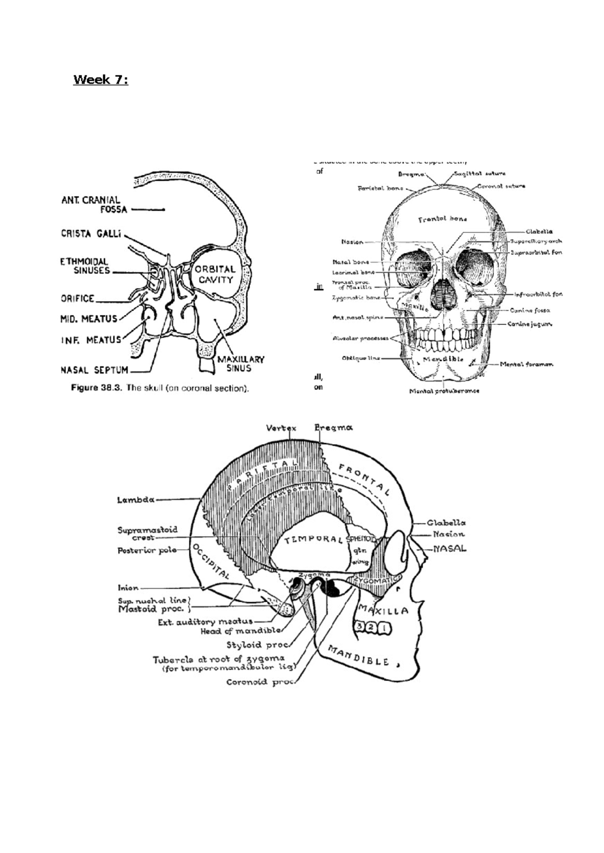 Blank diagram answers Part 2 - Week 7: of Bregma: Sagittal suture ...