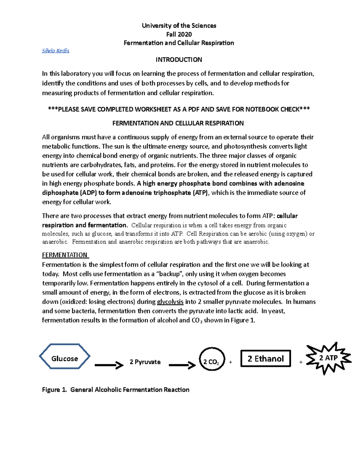 Fermentation and Cellular Respiration Worksheet copy - University of ...