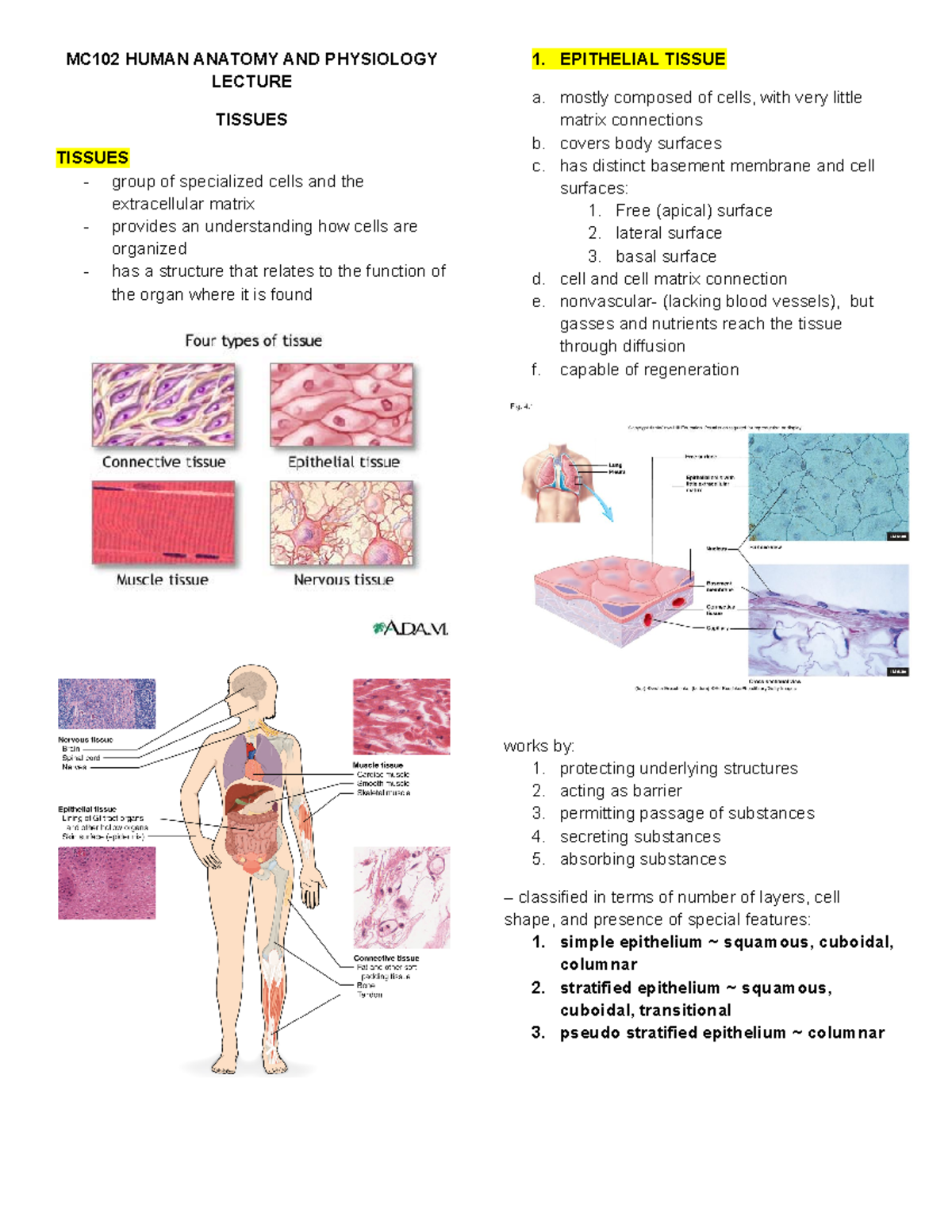 Tissue - Reviewer - MC102 HUMAN ANATOMY AND PHYSIOLOGY LECTURE TISSUES ...