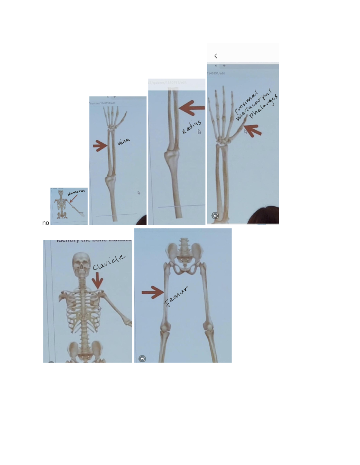 Lab study guide 2-2 - Biol 4580 - ulna Humerus no clavicle D Identify ...