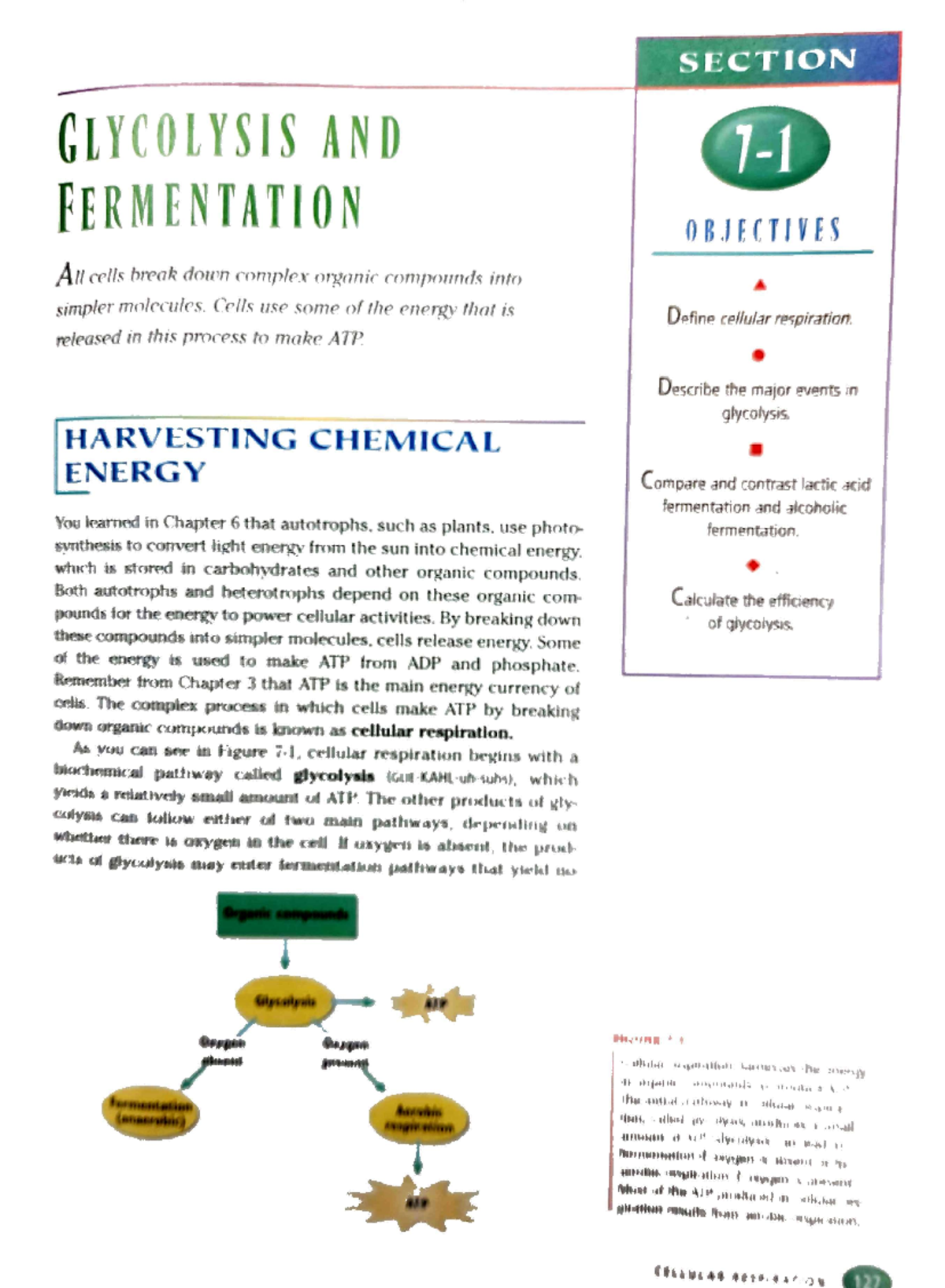 Cellular Respiration-1 - SECTION GLYCOLYSIS AND FERMENTATION OBJECTIVES ...