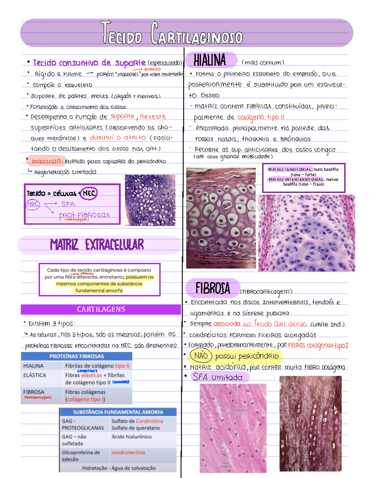 Tecido Cartilaginoso - ####### CARTILAGENS MATRIZ TERRITORIAL: mais ...