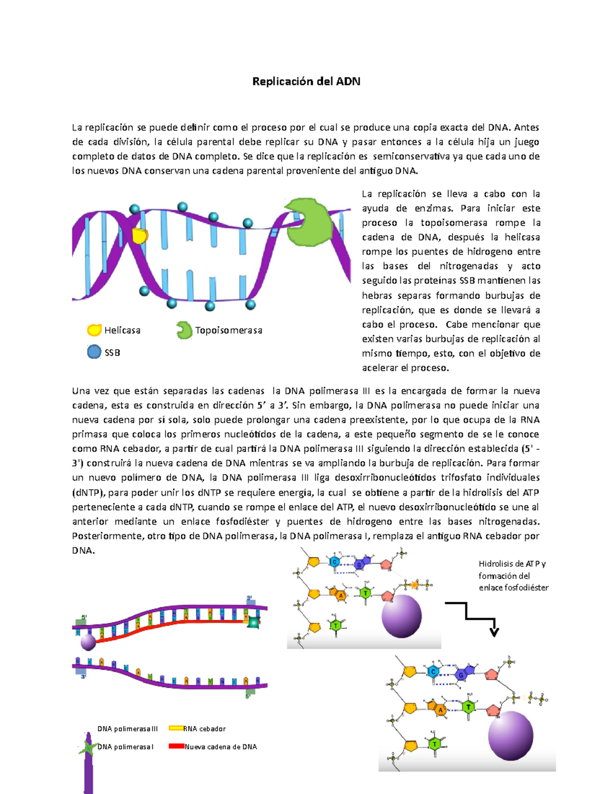 Replicacion del ADN - Nota: 10 - Replicación del ADN La replicación se ...
