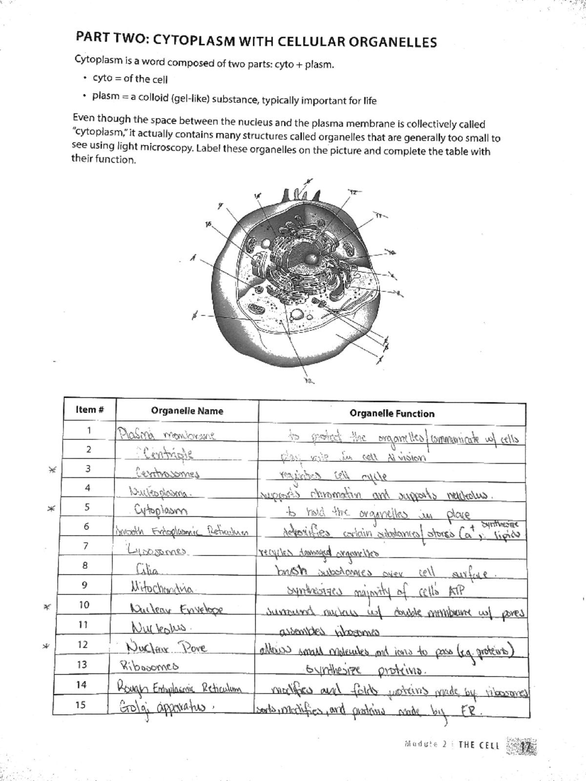 Lab 2 Activity - cells 101 - PART TWO: CYTOPLASM WITH CELLULAR ...