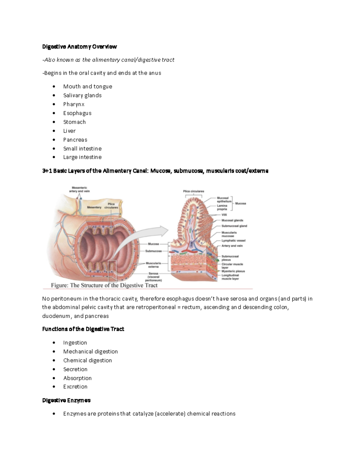 Digestion - Digestive Anatomy Overview -Also known as the alimentary ...