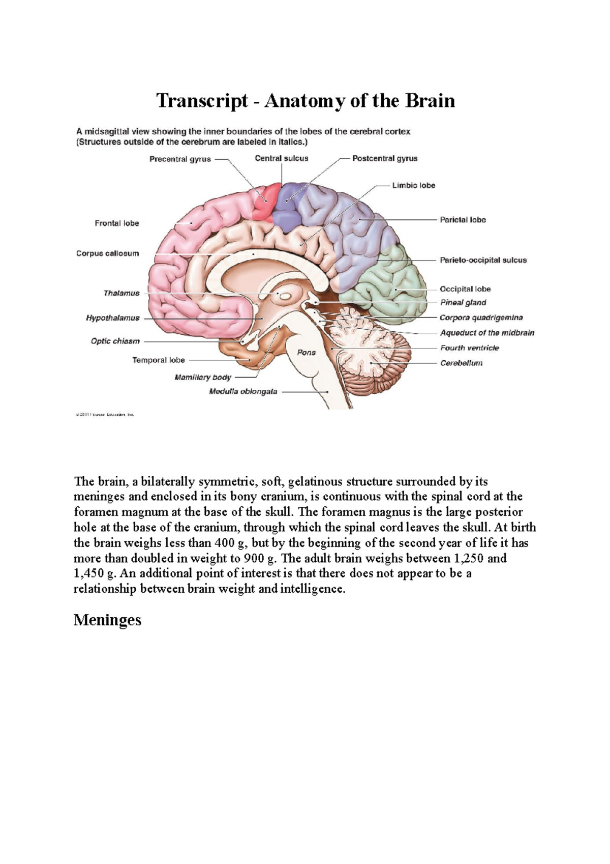 summary - practical notes, questions and answers - Transcript - Anatomy ...