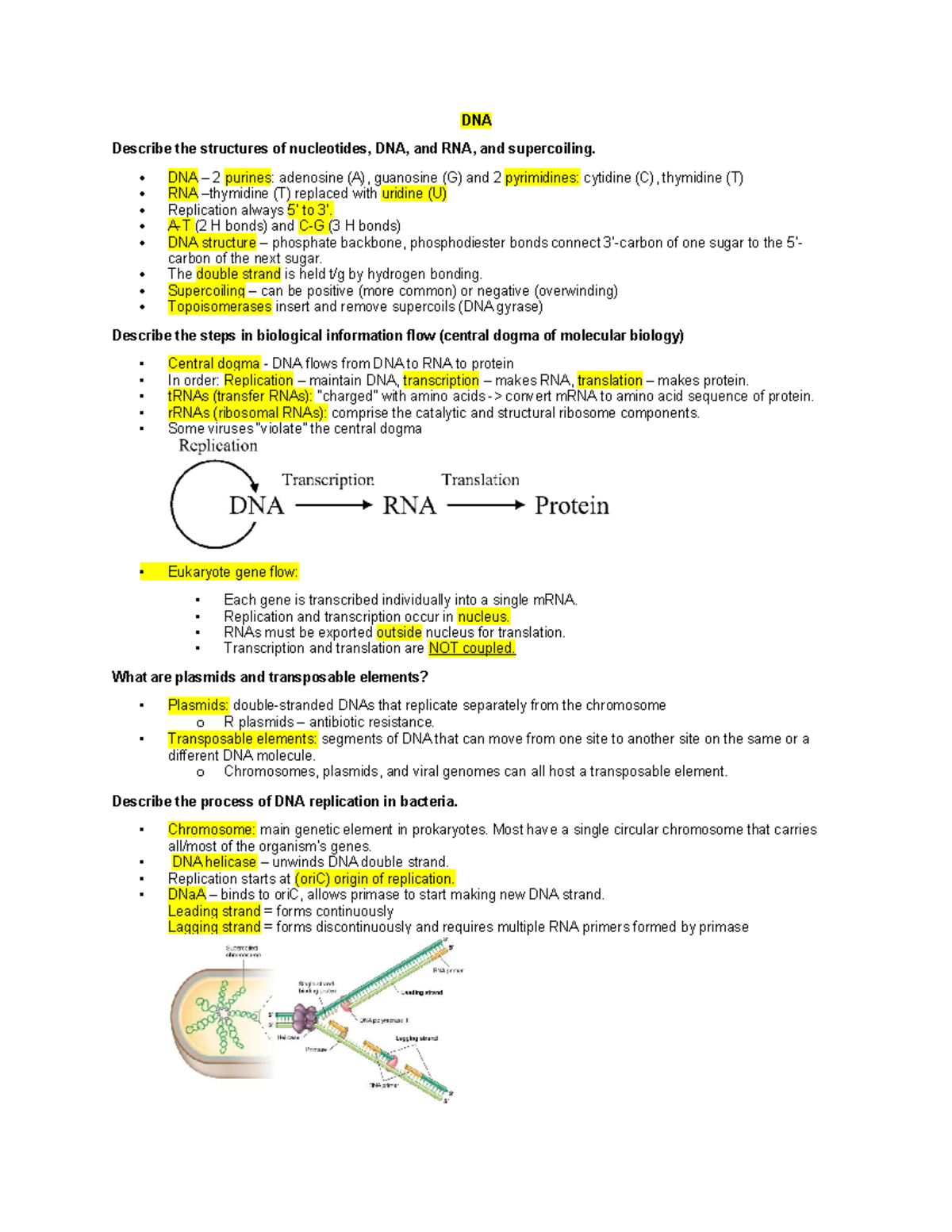 Exam 2 draft - Notes for exam 2 - DNA Describe the structures of ...