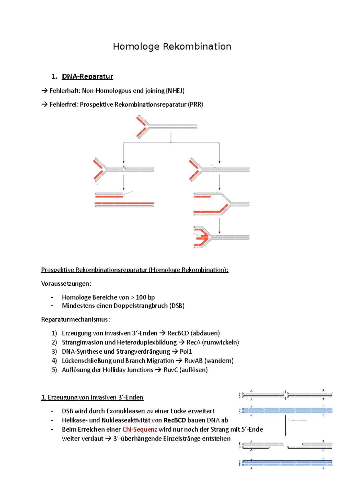 4. Homologe Rekombination - Homologe Rekombination 1. DNA-Reparatur ...