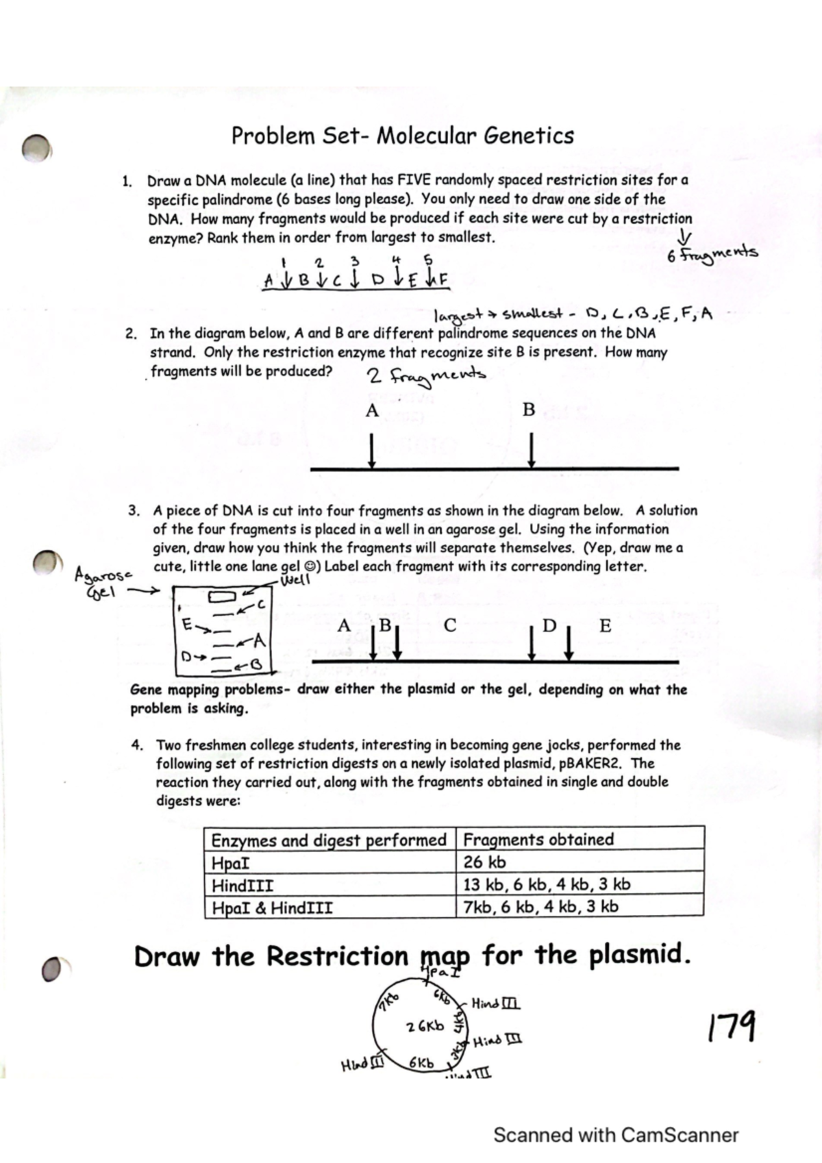 Biology Molecular Genetics Problem Set 1 - Studocu