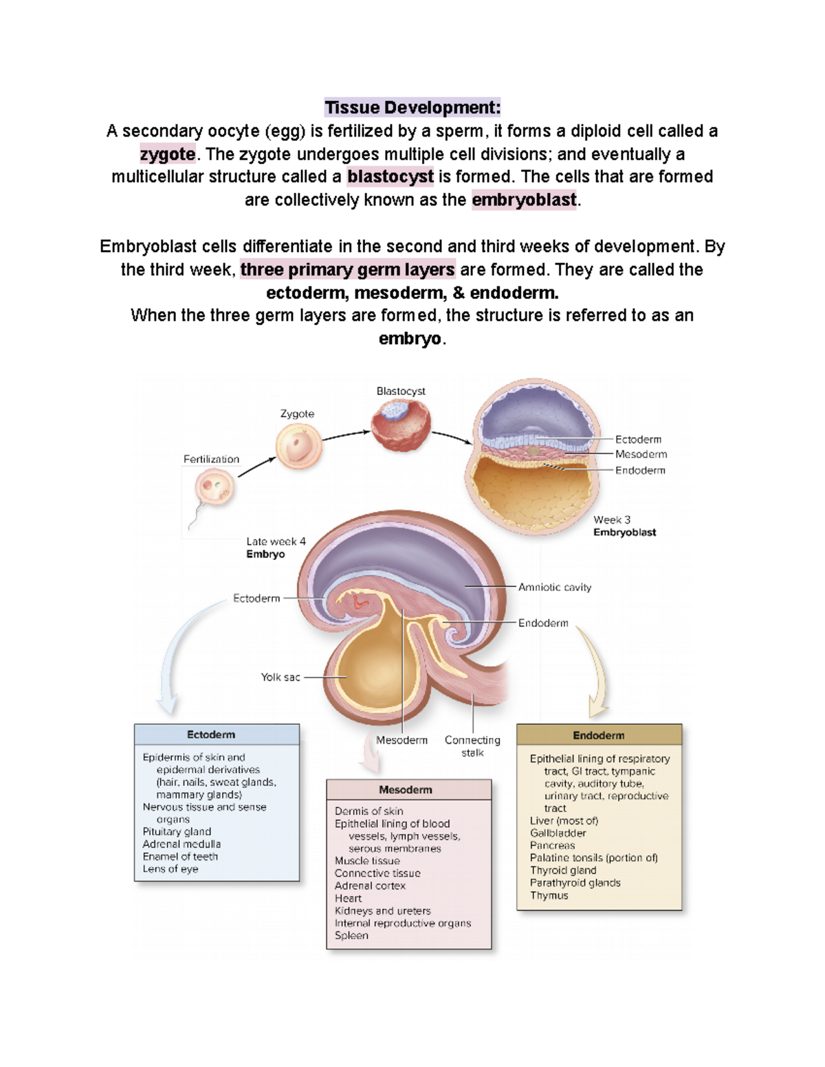 Tissue Development, Modification, Aging - Tissue Development: A ...