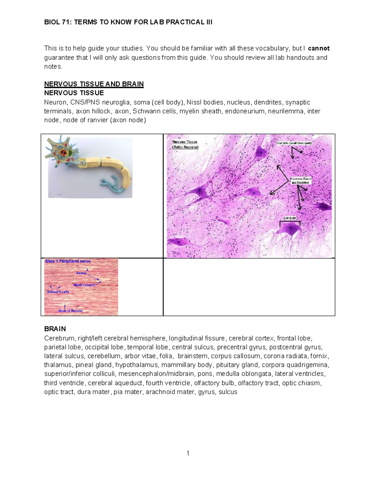 Lab Practical 3 - This is to help guide your studies. You should be ...