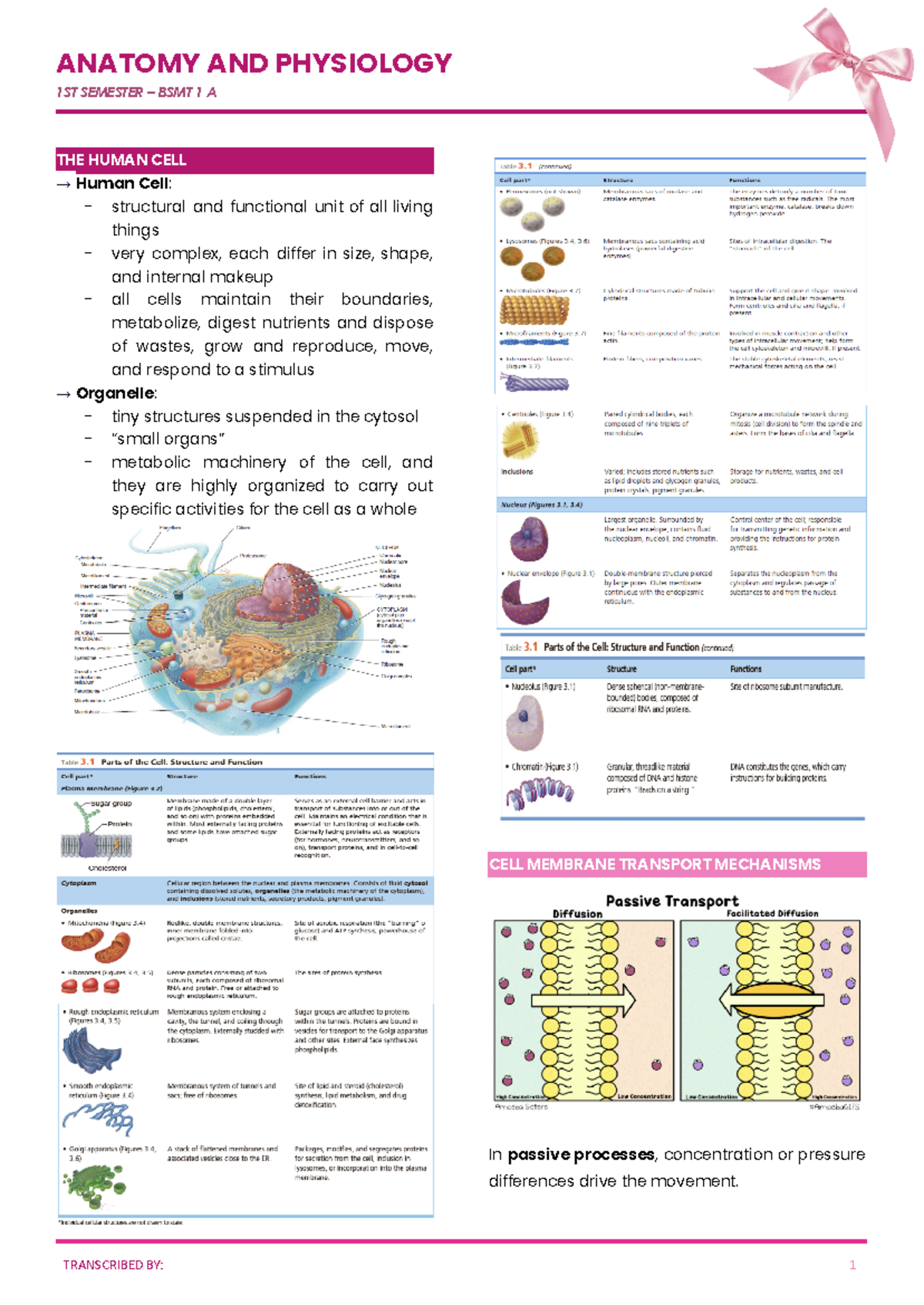 Cell Diffusion - Cell Physiology - ANATOMY AND PHYSIOLOGY 1ST SEMESTER ...