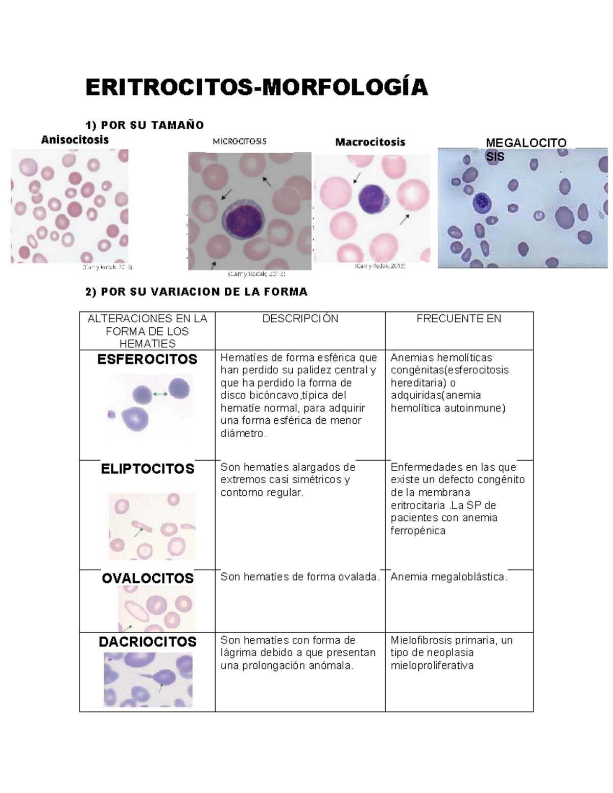 Eritrocitos- Serie ROJA - ERITROCITOS-MORFOLOGÍA 1) POR SU TAMAÑO 2 ...