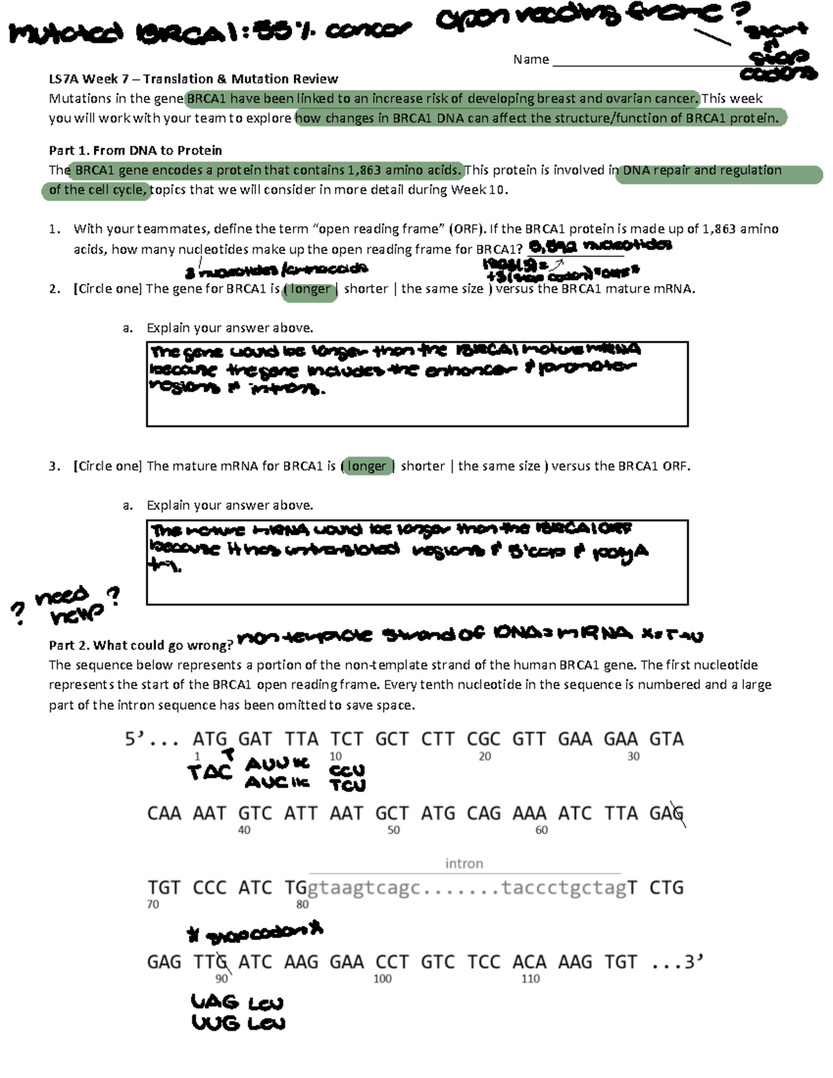 Translation and Mutation review - Name ...