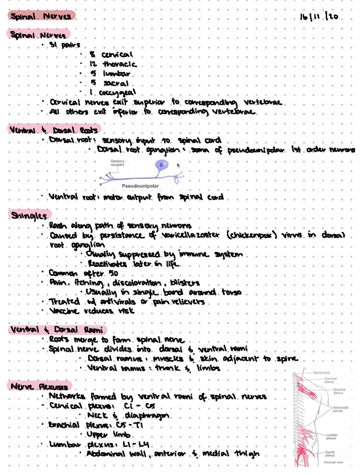 BIOL Week 11 - Integrated Anatomy and Physiology 2217 - ####### Spinal ...