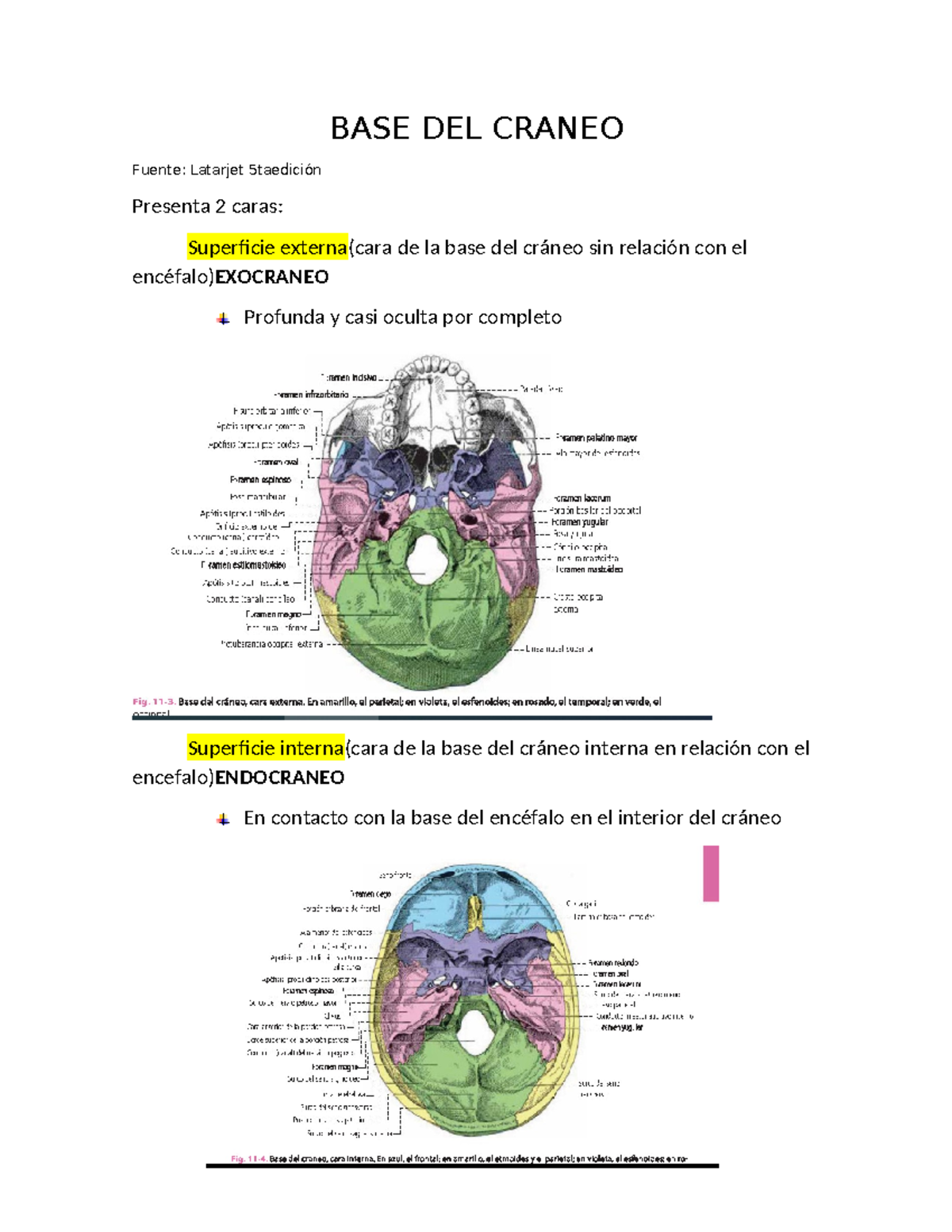 BASE DEL Craneo - BASE DEL CRANEO Fuente: Latarjet 5taedición Presenta ...